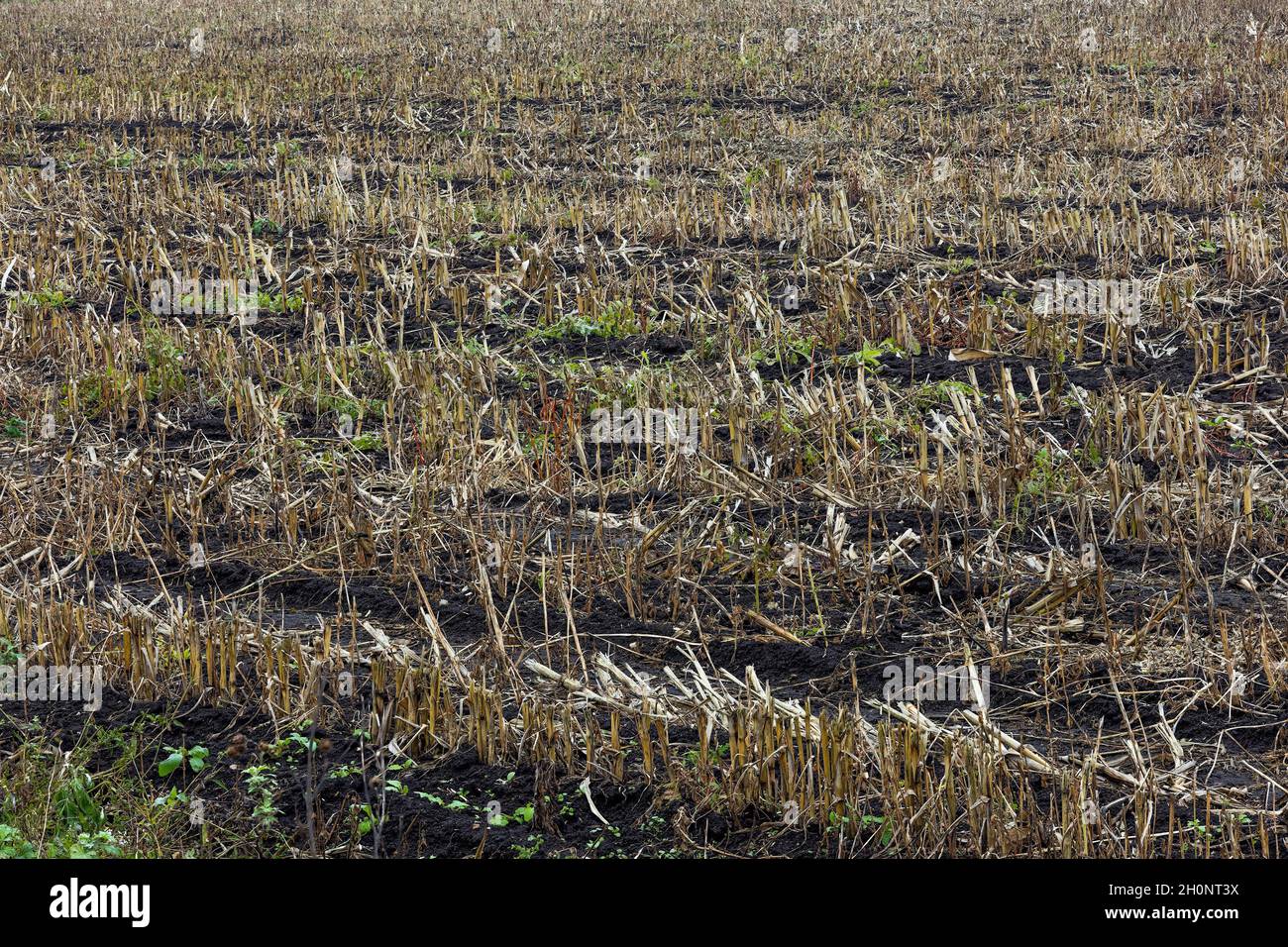 Unadorned stem hi-res stock photography and images - Alamy