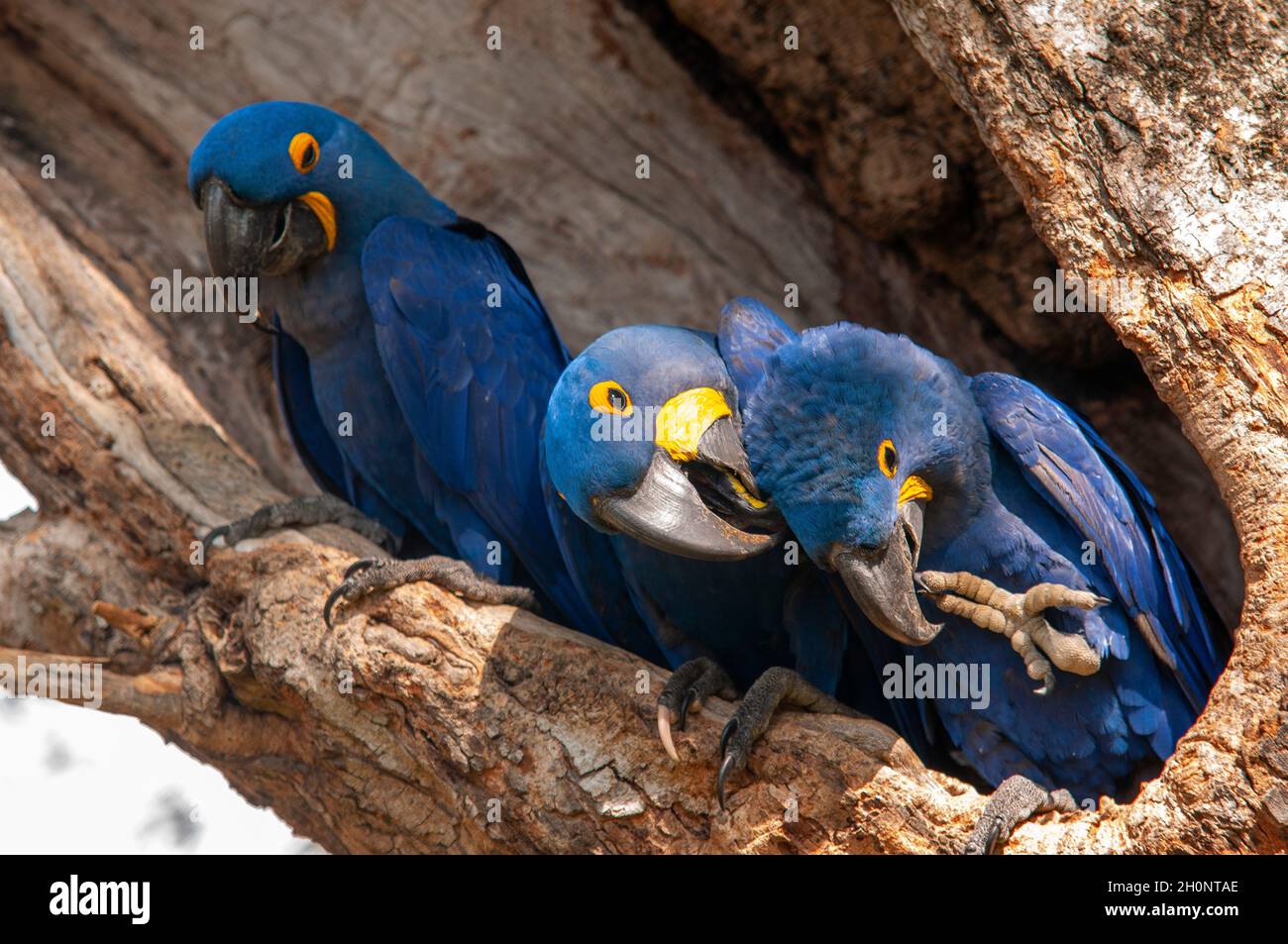 Blue macaw in his nest, Pantanal, Porto Jofre, Mato Grosso, Brazil ...