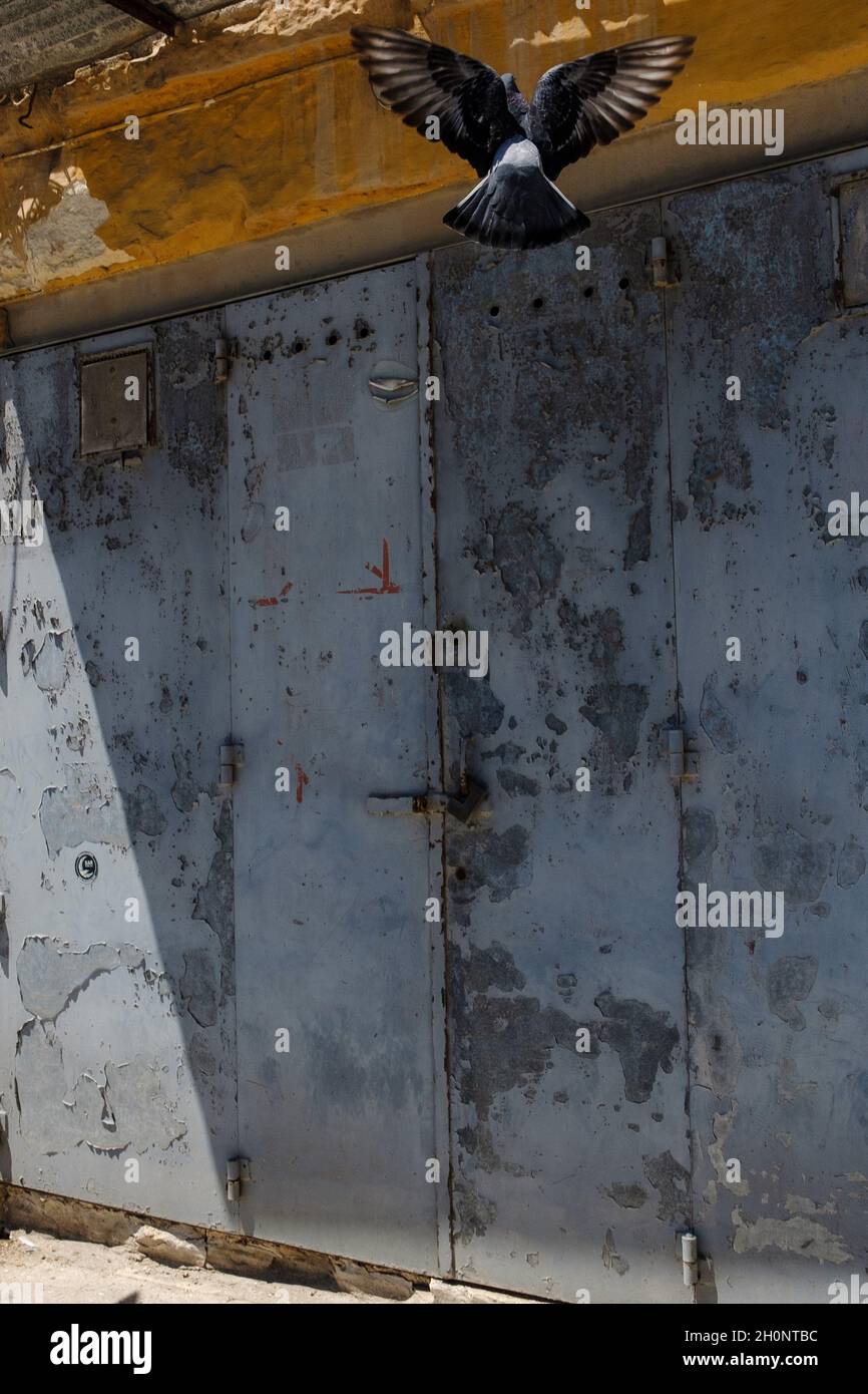 Cuckoo dove hi-res stock photography and images - Alamy