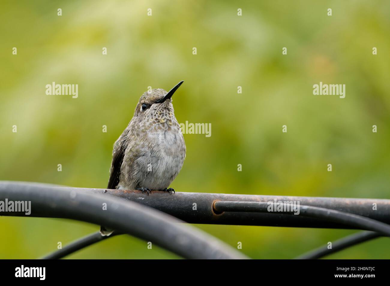 Beautiful horizontal shot of a bird standing on a pole Stock Photo - Alamy