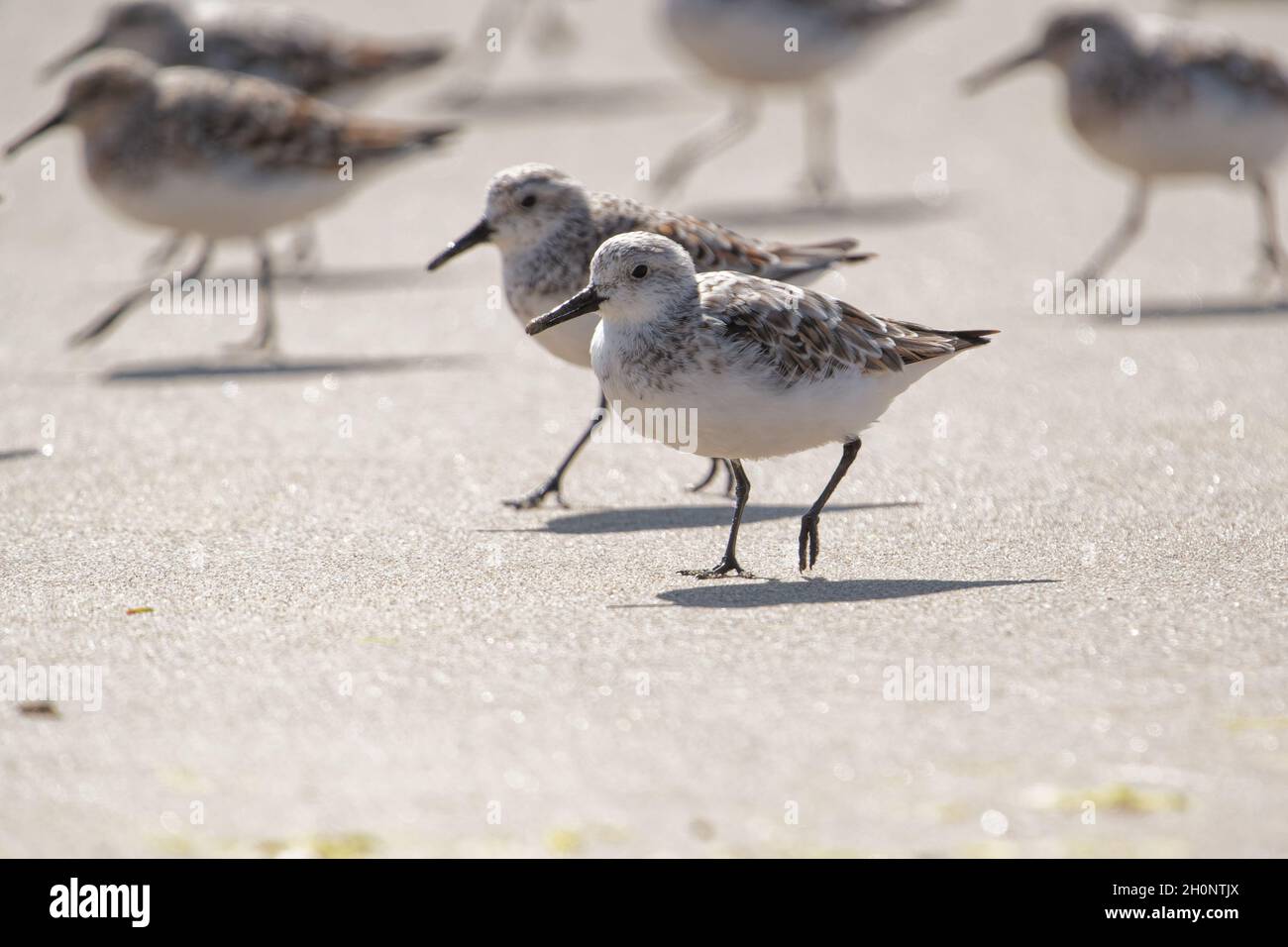 Closeup horizontal shot of baby sandpipers running away Stock Photo - Alamy