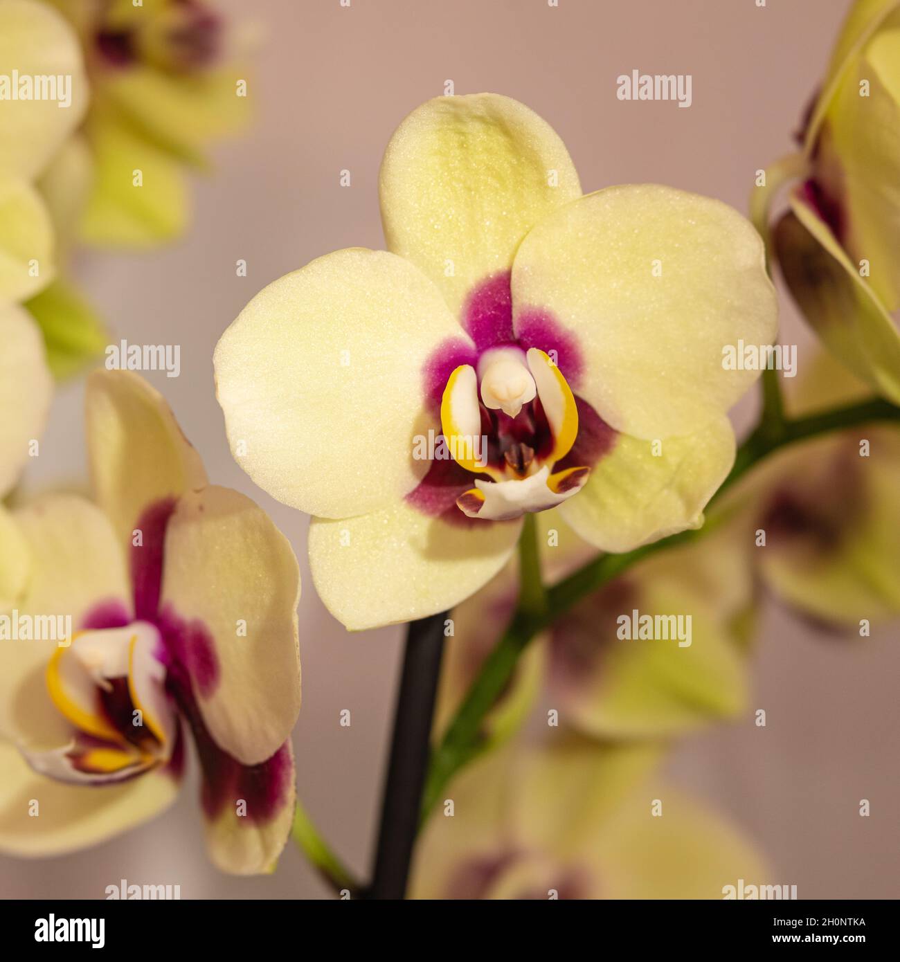 A Yellow Mini Phalaenopsis Orchid Stock Photo - Alamy