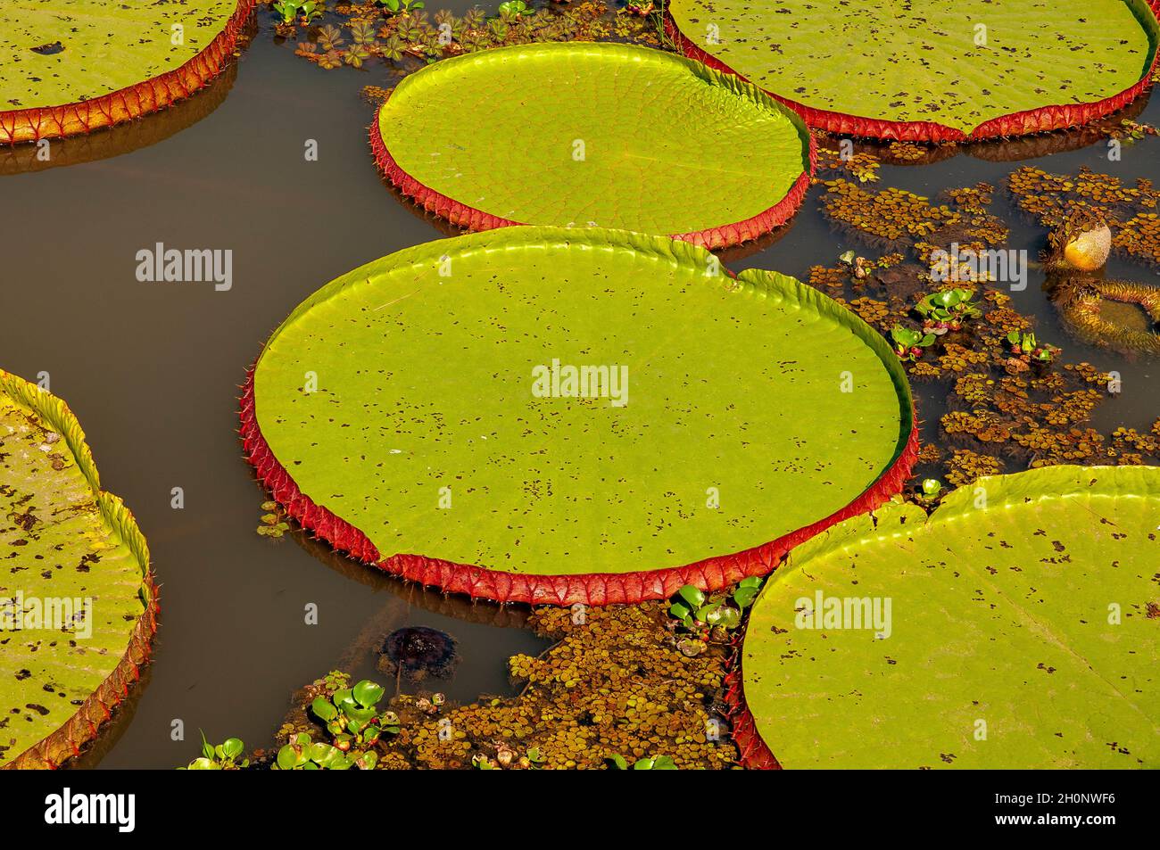 Water lilies floating on a the water near Cuiabá river at Porto Jofre ...