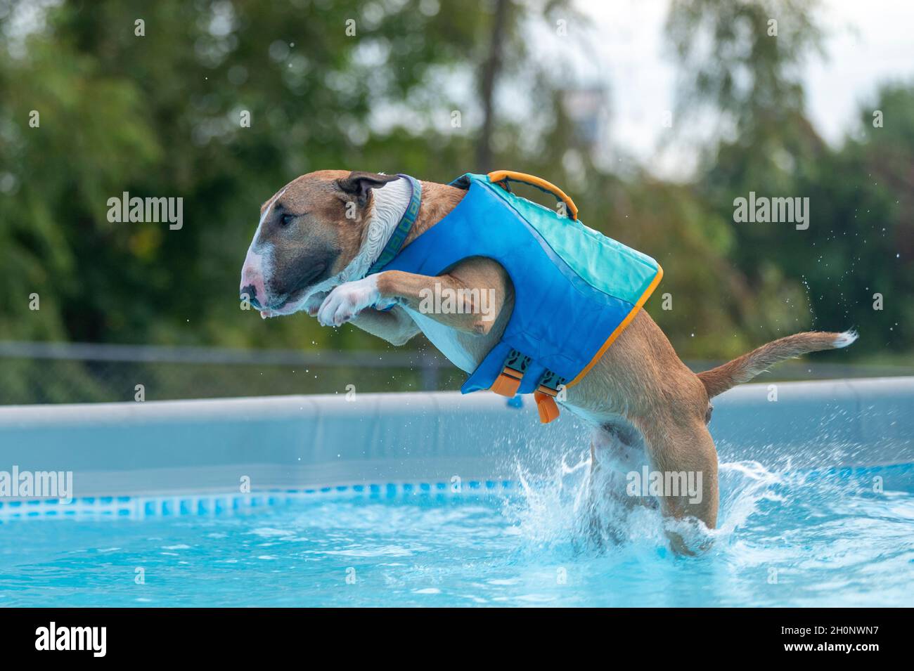 With a photograph of her bull terrier hi-res stock photography and ...