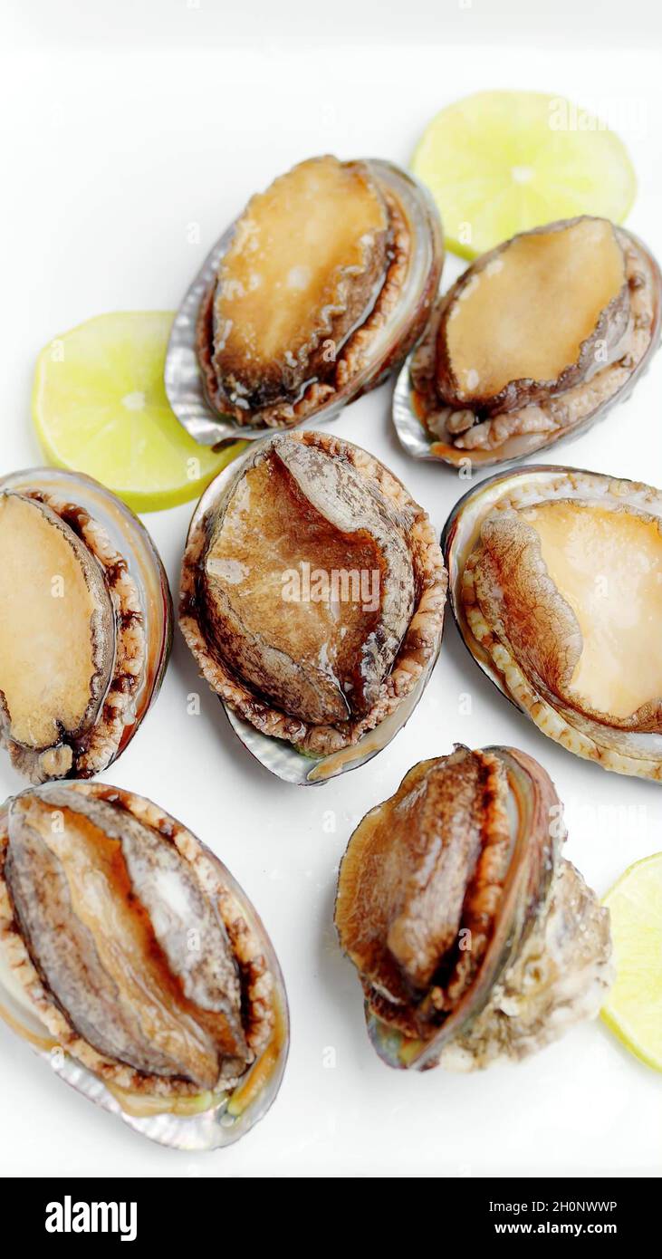A studio photo of limpets Stock Photo - Alamy