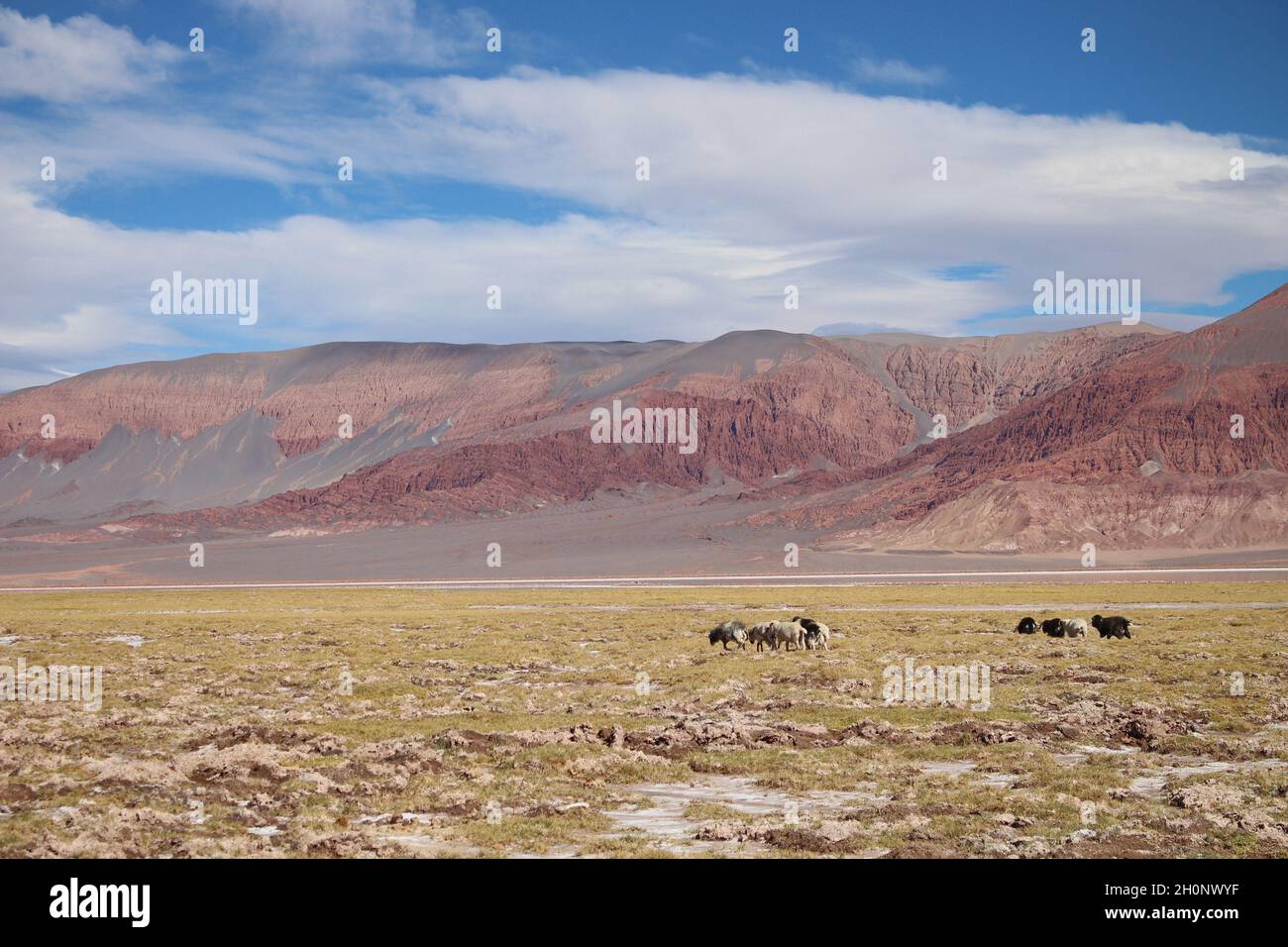 desert landscape of northwestern Argentina Stock Photo - Alamy