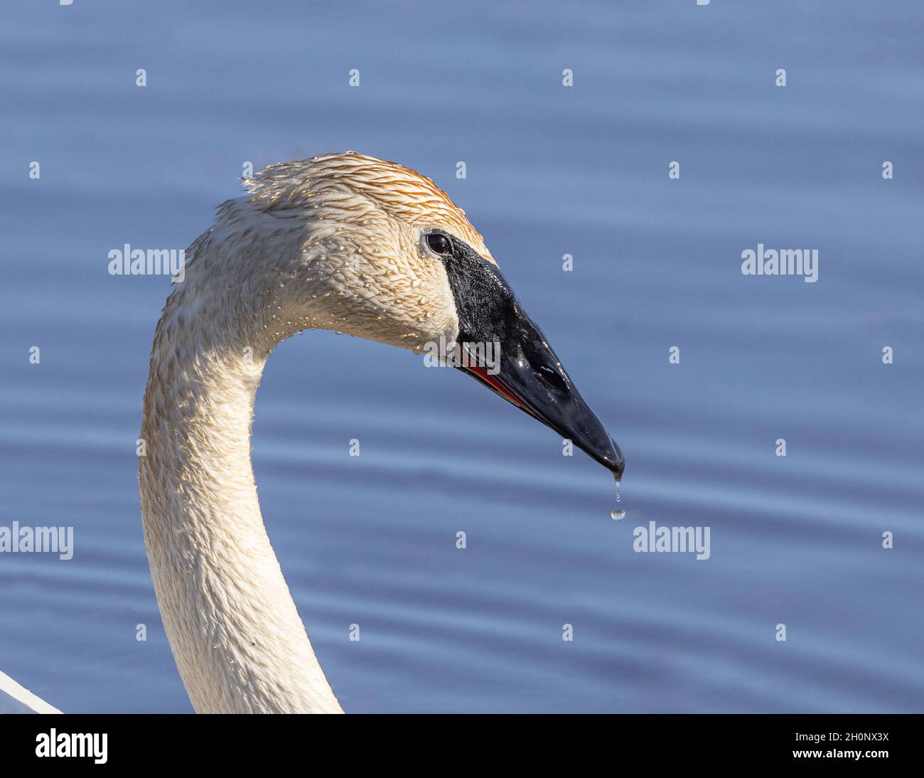Trumpeter Swan Head Portrait Stock Photo - Alamy