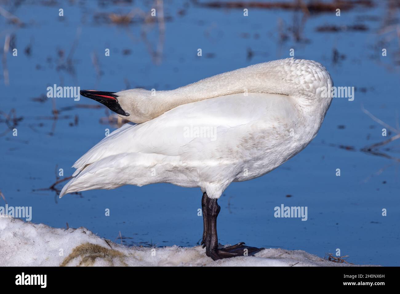 Trumpeter Swan Standing on Ice in Alaska Preening Stock Photo - Alamy