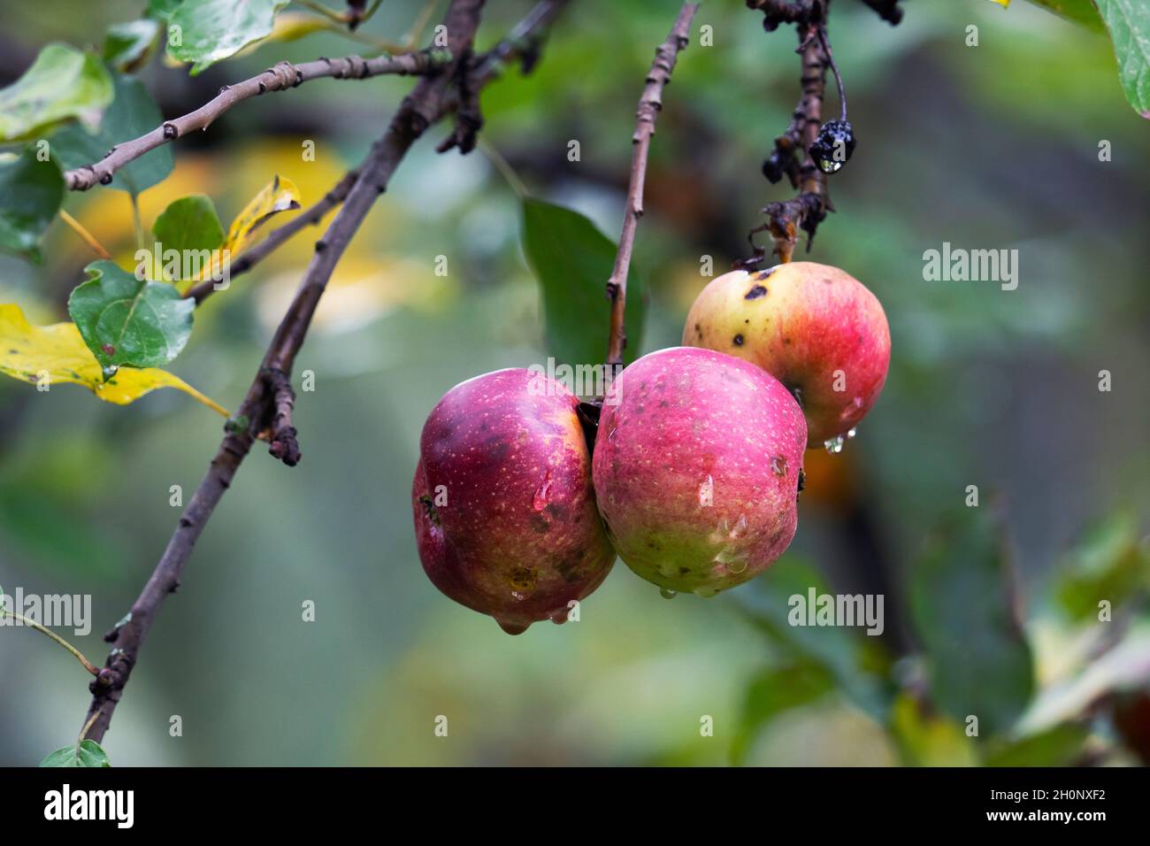 Fruit growing in wild hi-res stock photography and images - Alamy