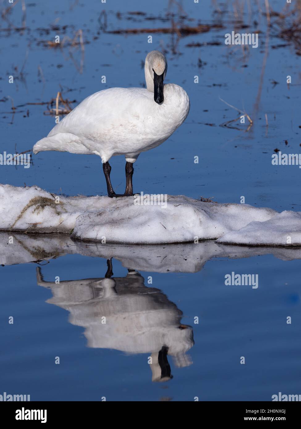Swan standing hi-res stock photography and images - Alamy