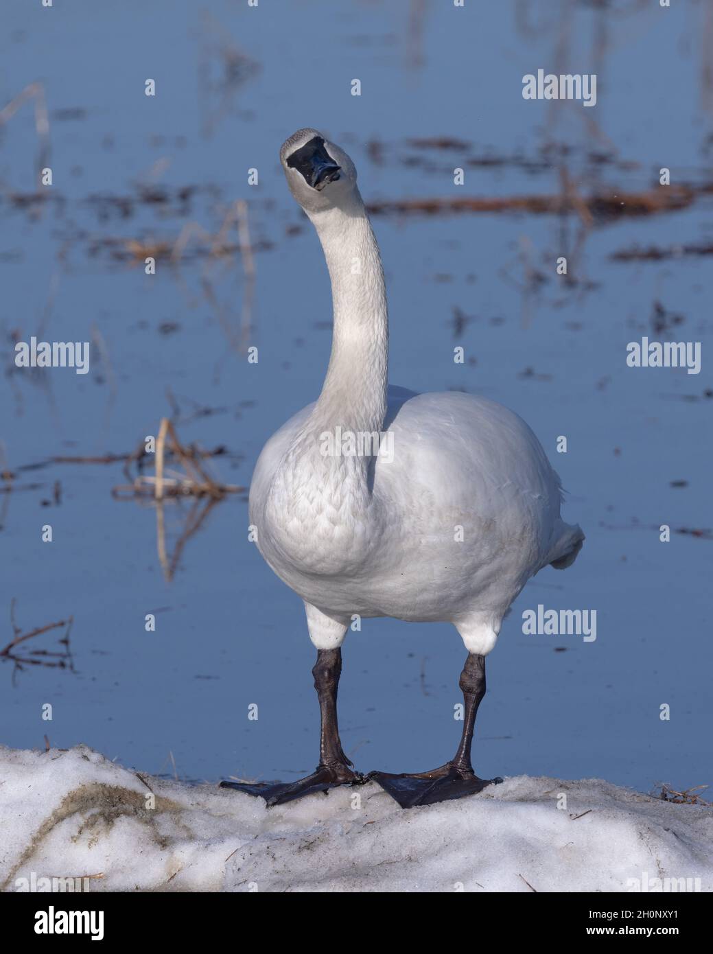 Trumpeter Swan Standing on Ice in Alaska Stock Photo - Alamy