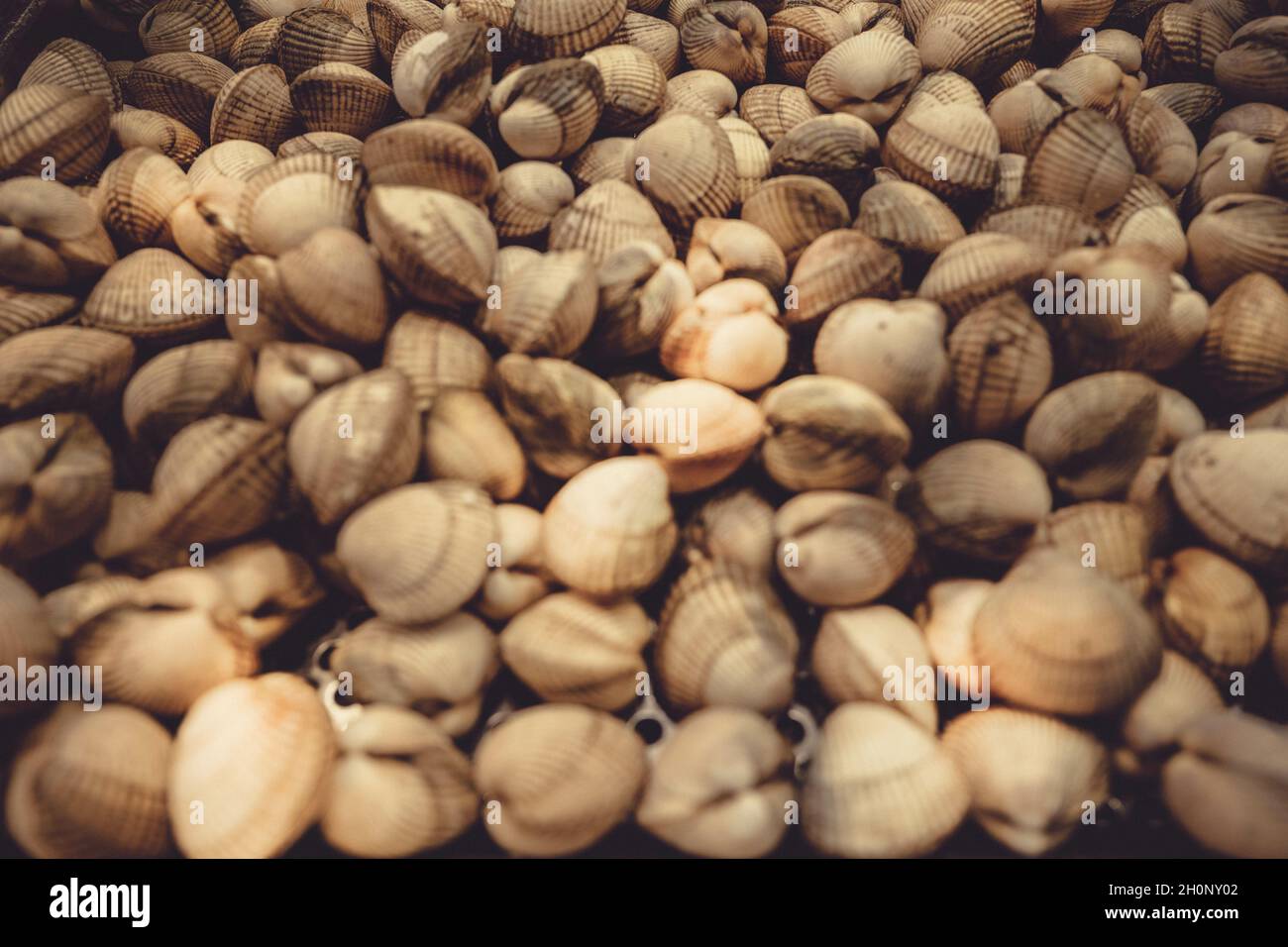Pile of fresh seashells and clams at a fish market in Barcelona, Spain ...
