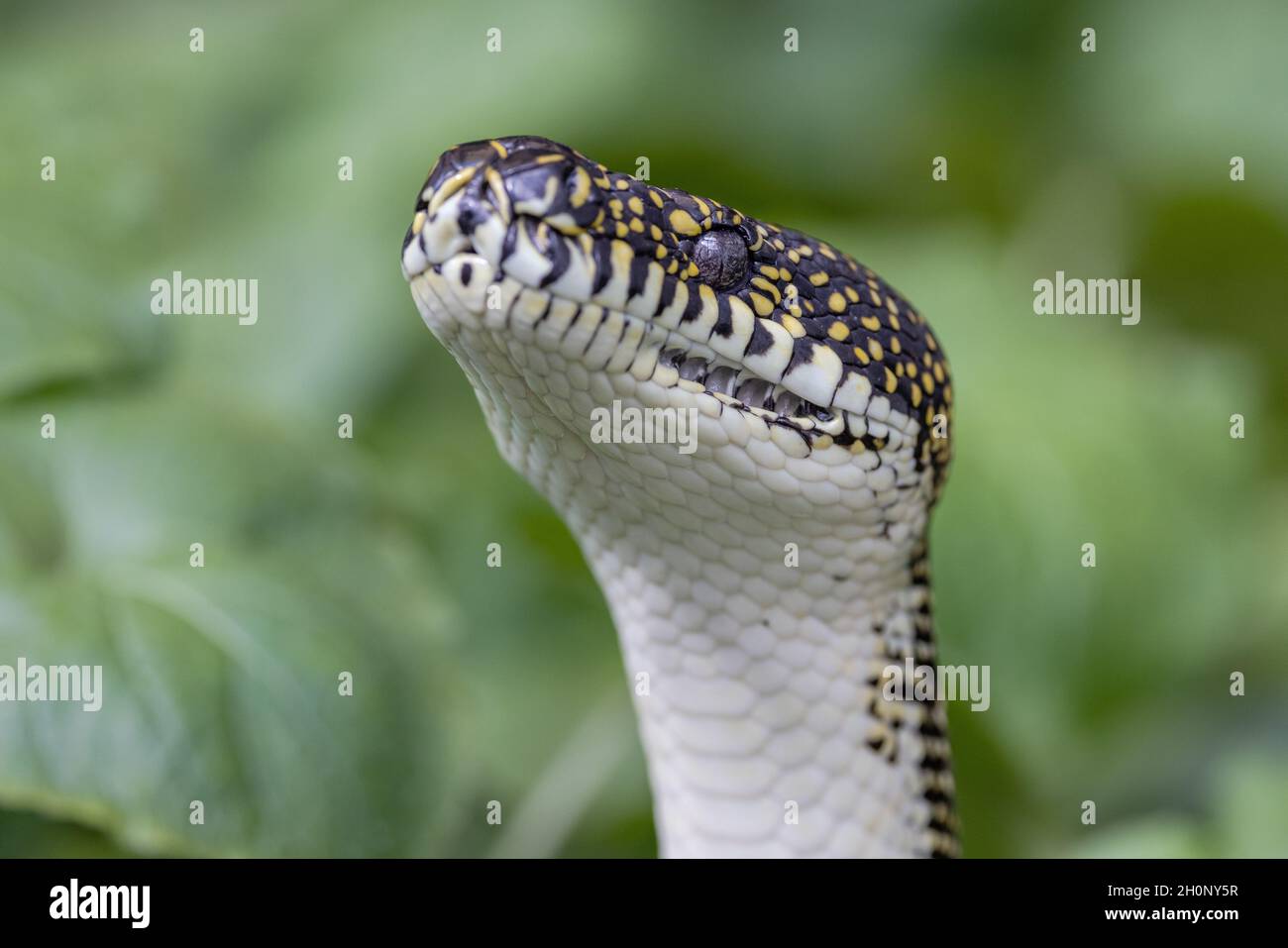 Australian Diamond Python with head raised showing scalation and labial ...