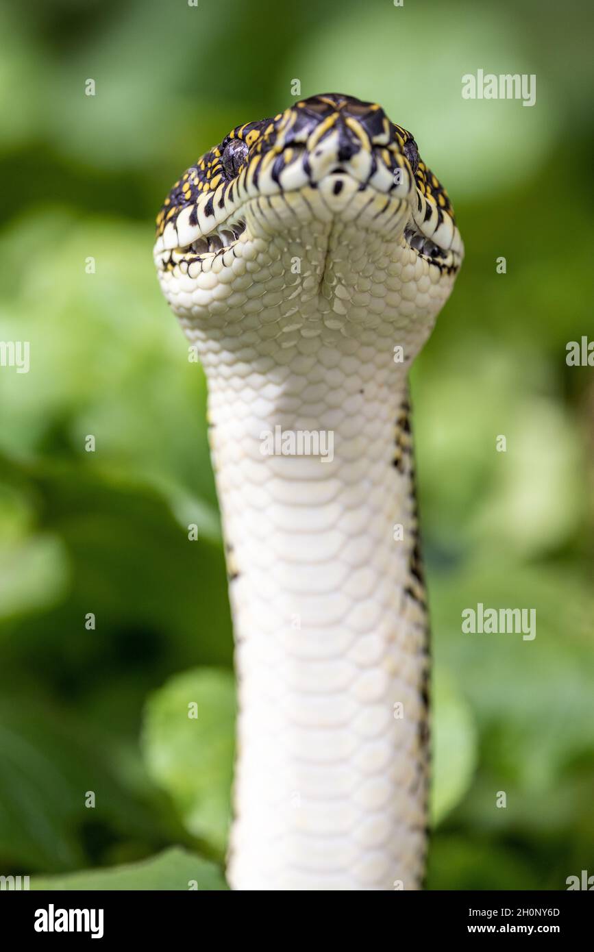 Australian Diamond Python with head raised showing scalation and labial ...