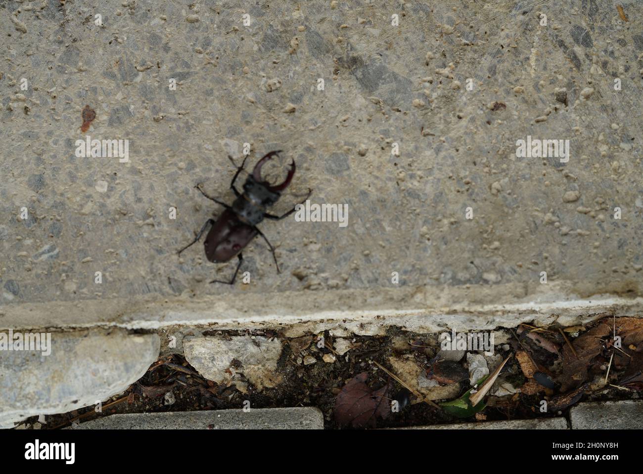 Top view of a beetle on the floor Stock Photo - Alamy