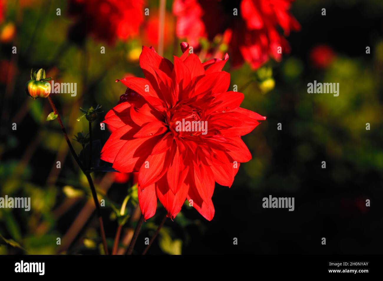 Dahlia deep red flower hi-res stock photography and images - Alamy