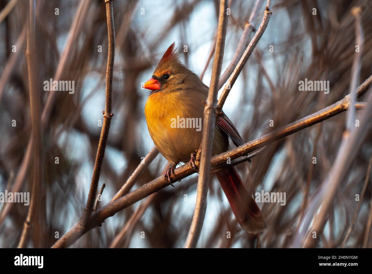 Incredible beautiful wildlife birding photograph of a single gold and ...