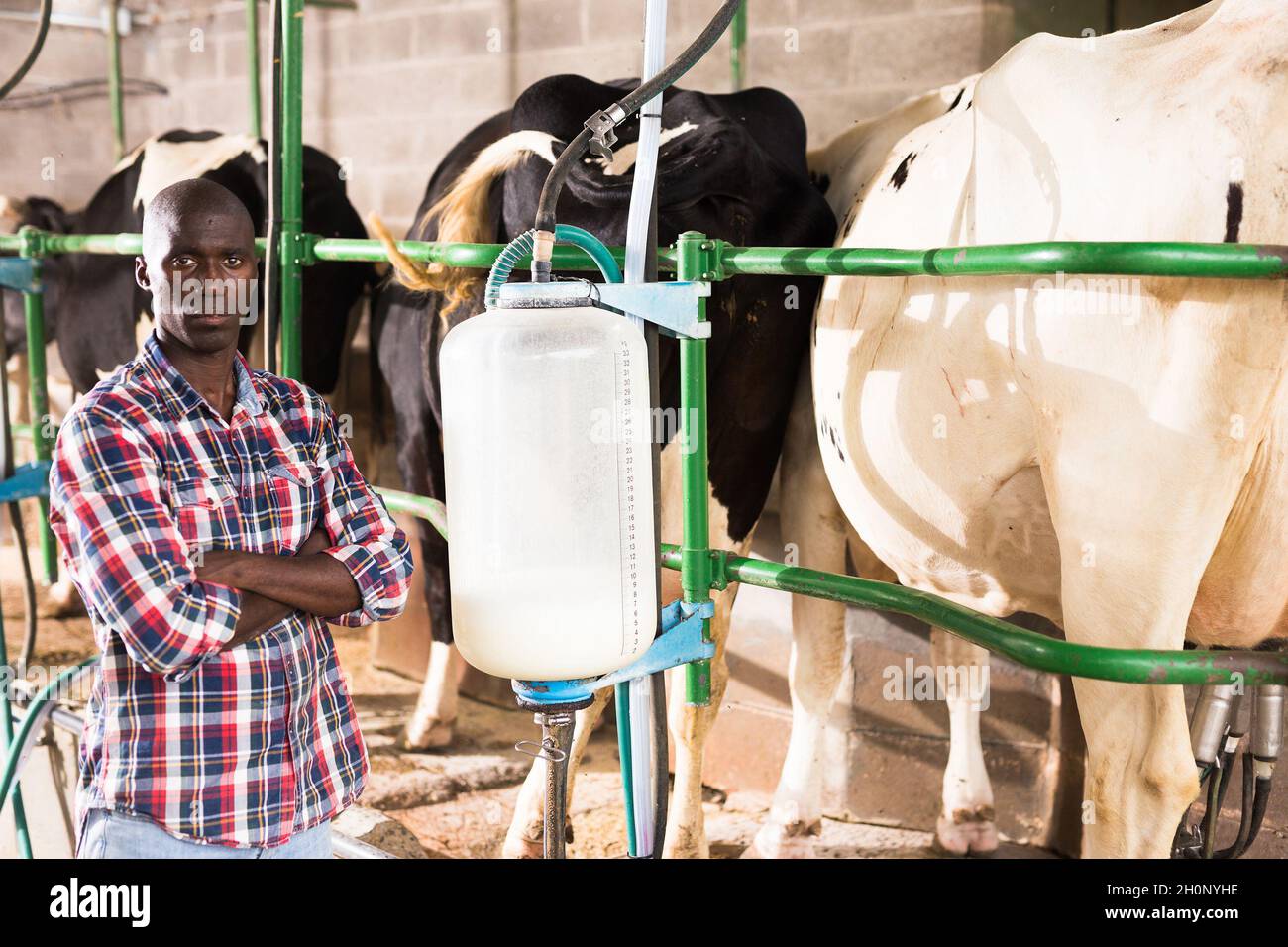 Farm milking young people hi-res stock photography and images - Alamy