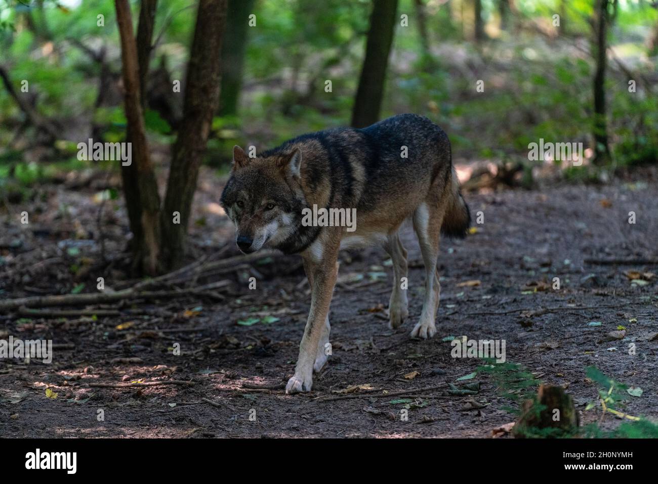 Beautiful wolf lurking in a forest Stock Photo - Alamy