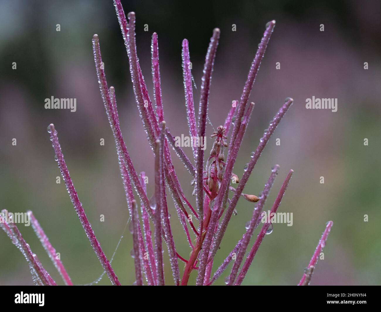 Ice garden alaska hi-res stock photography and images - Alamy