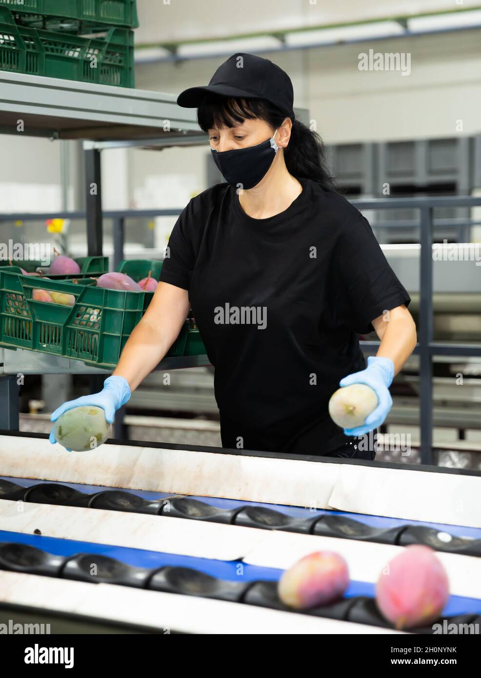 Woman in protective mask during sorting mango Stock Photo - Alamy