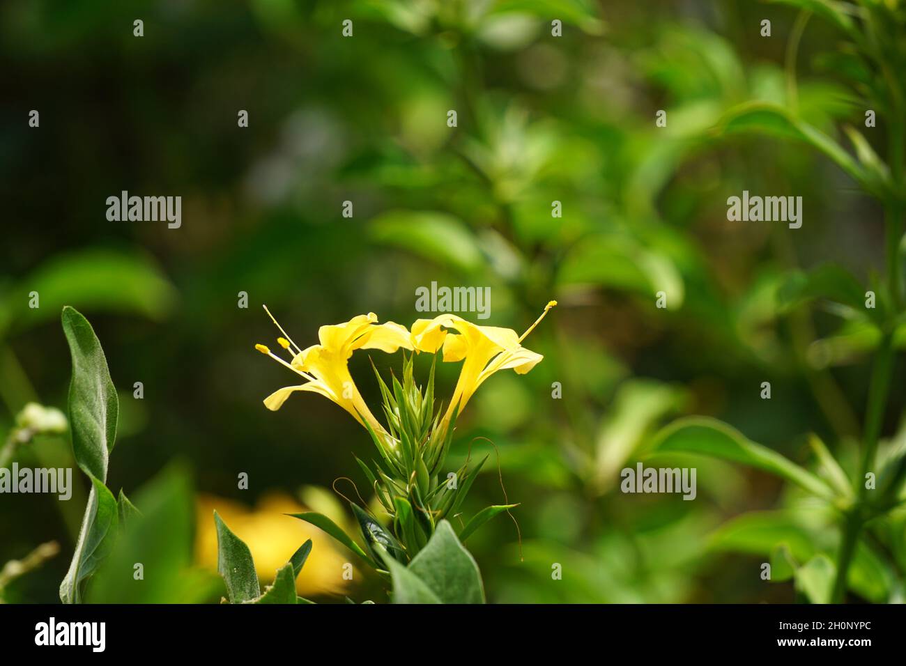 Prionitis pubiflora hi-res stock photography and images - Alamy