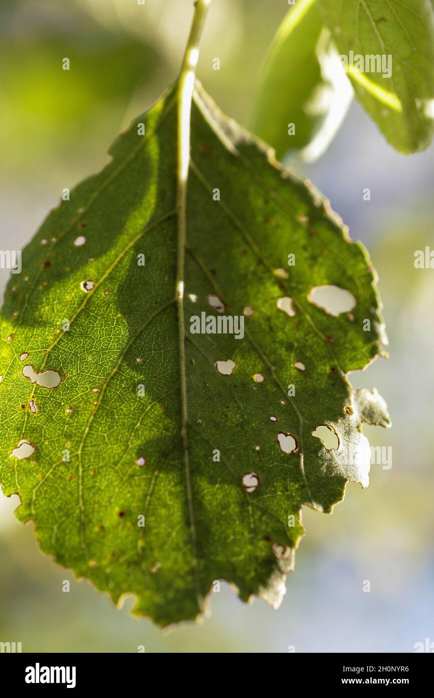 Aphids damaged leaf by pests and diseases. Aphidoidea colony damages ...