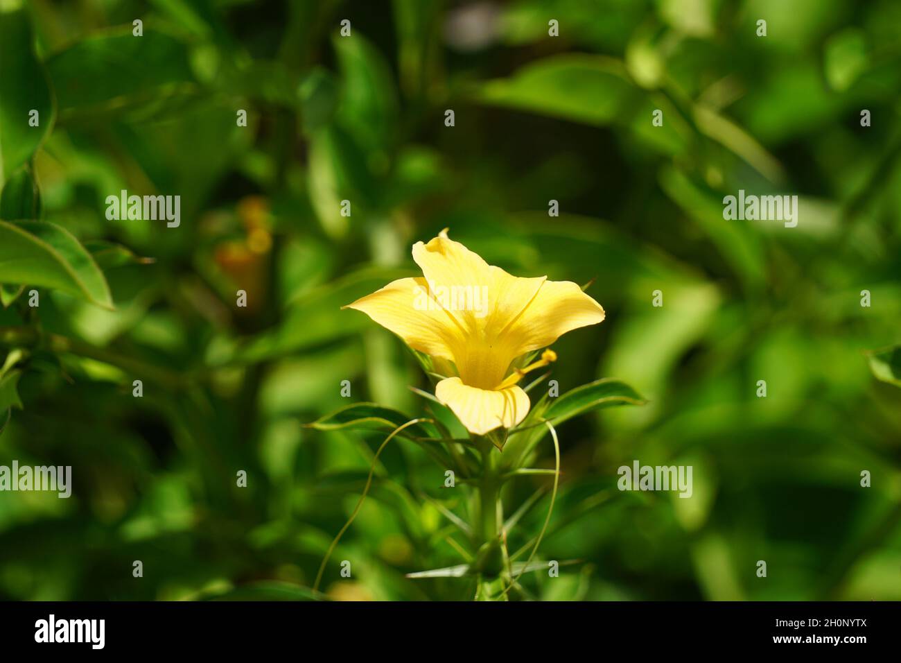 Prionitis pubiflora hi-res stock photography and images - Alamy