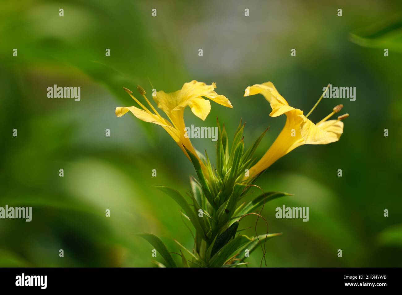 Prionitis pubiflora hi-res stock photography and images - Alamy