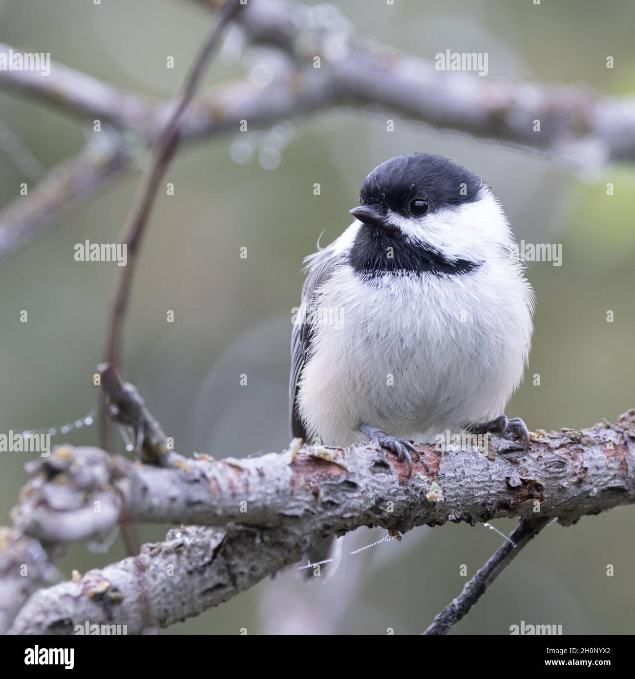 A Black-capped Chickadee in Alaska Stock Photo - Alamy