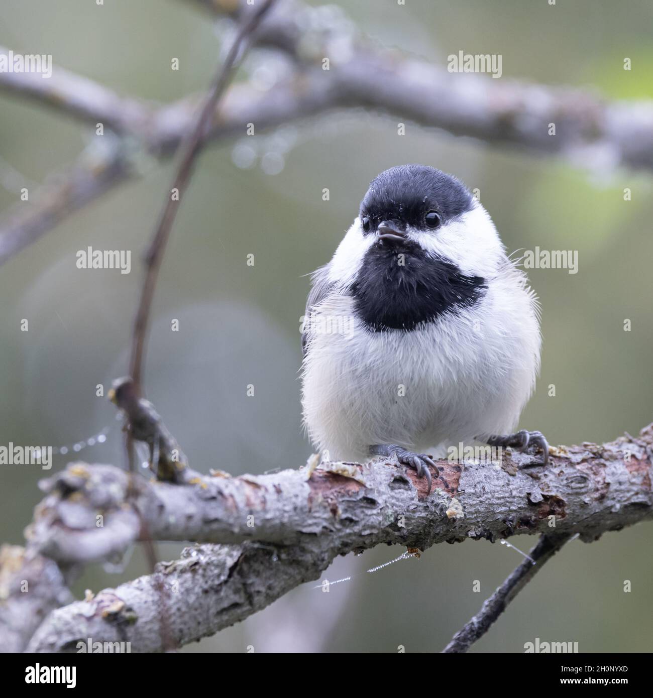 A Black-capped Chickadee in Alaska Stock Photo - Alamy