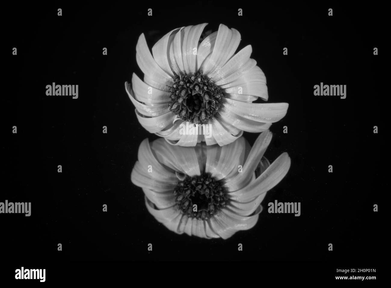 Grayscale image of a yellow sunflower against black background; front ...