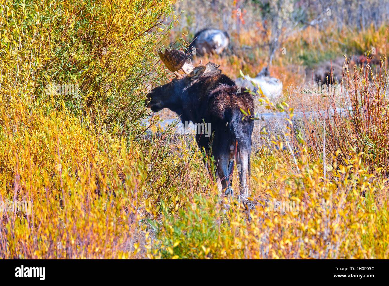 Bull moose foraging on hi-res stock photography and images - Alamy
