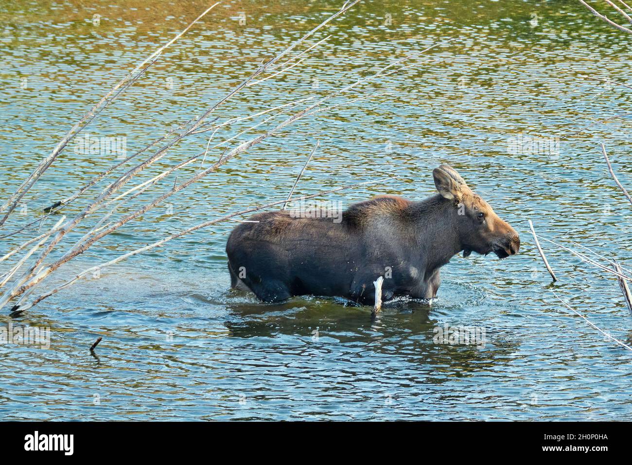 Baby moose moves across the river to join her mom Stock Photo - Alamy