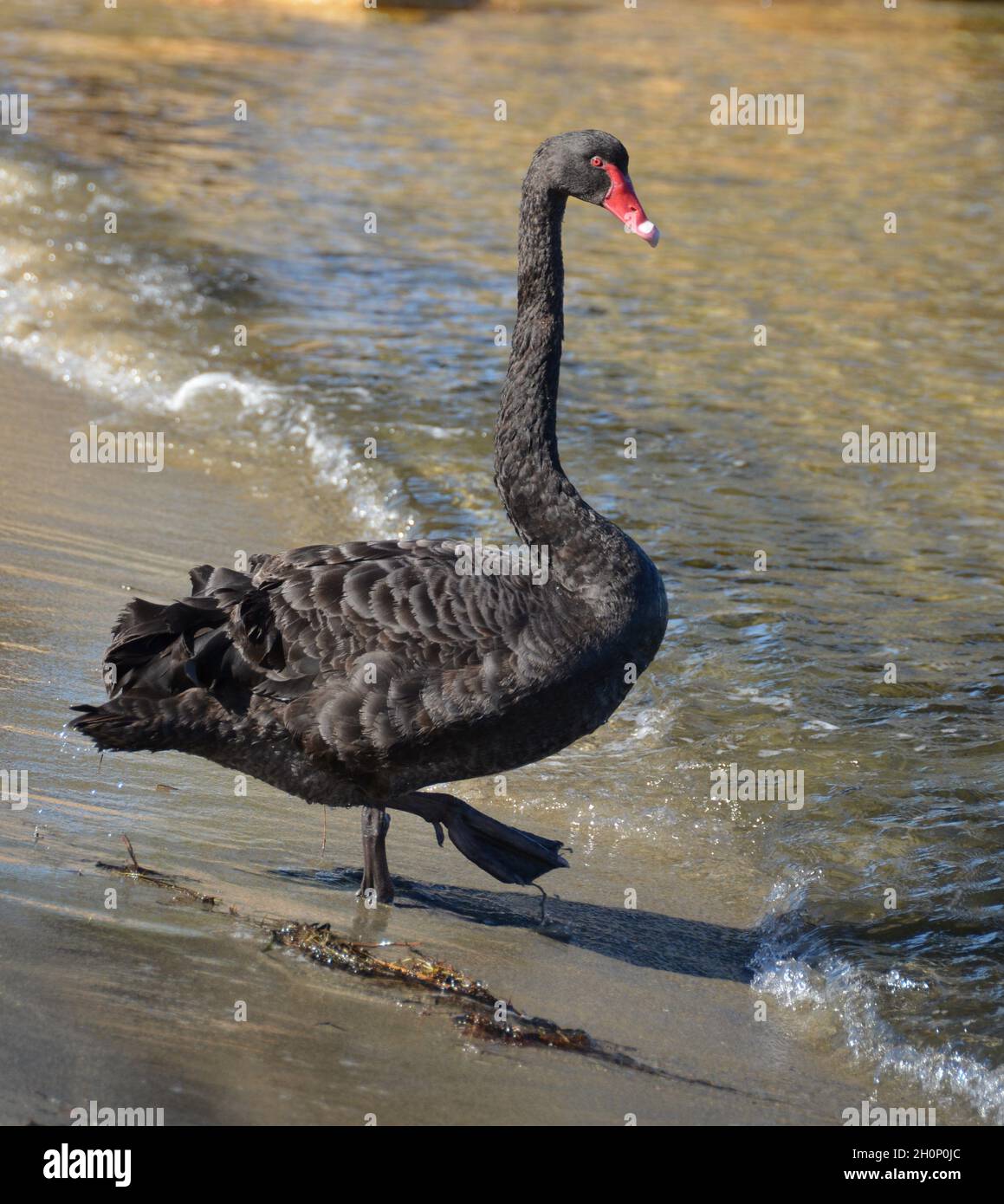Swan standing on one leg hi-res stock photography and images - Alamy