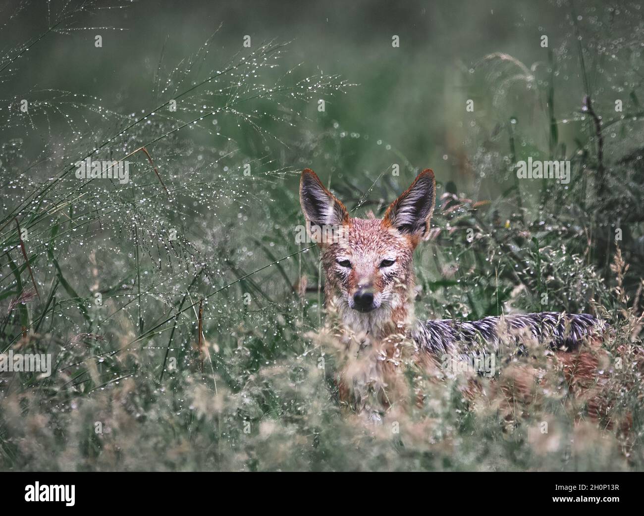 Beautiful cute wolf-like canid golden jackal lying on the grass in ...