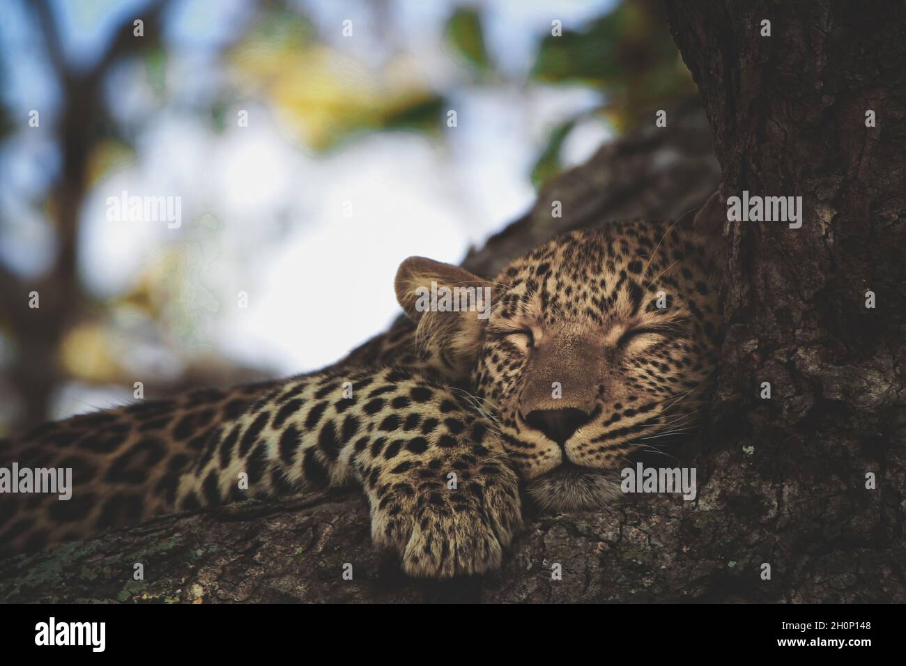 Close-up shot of a beautiful cute lovely tired leopard sleeping on a ...