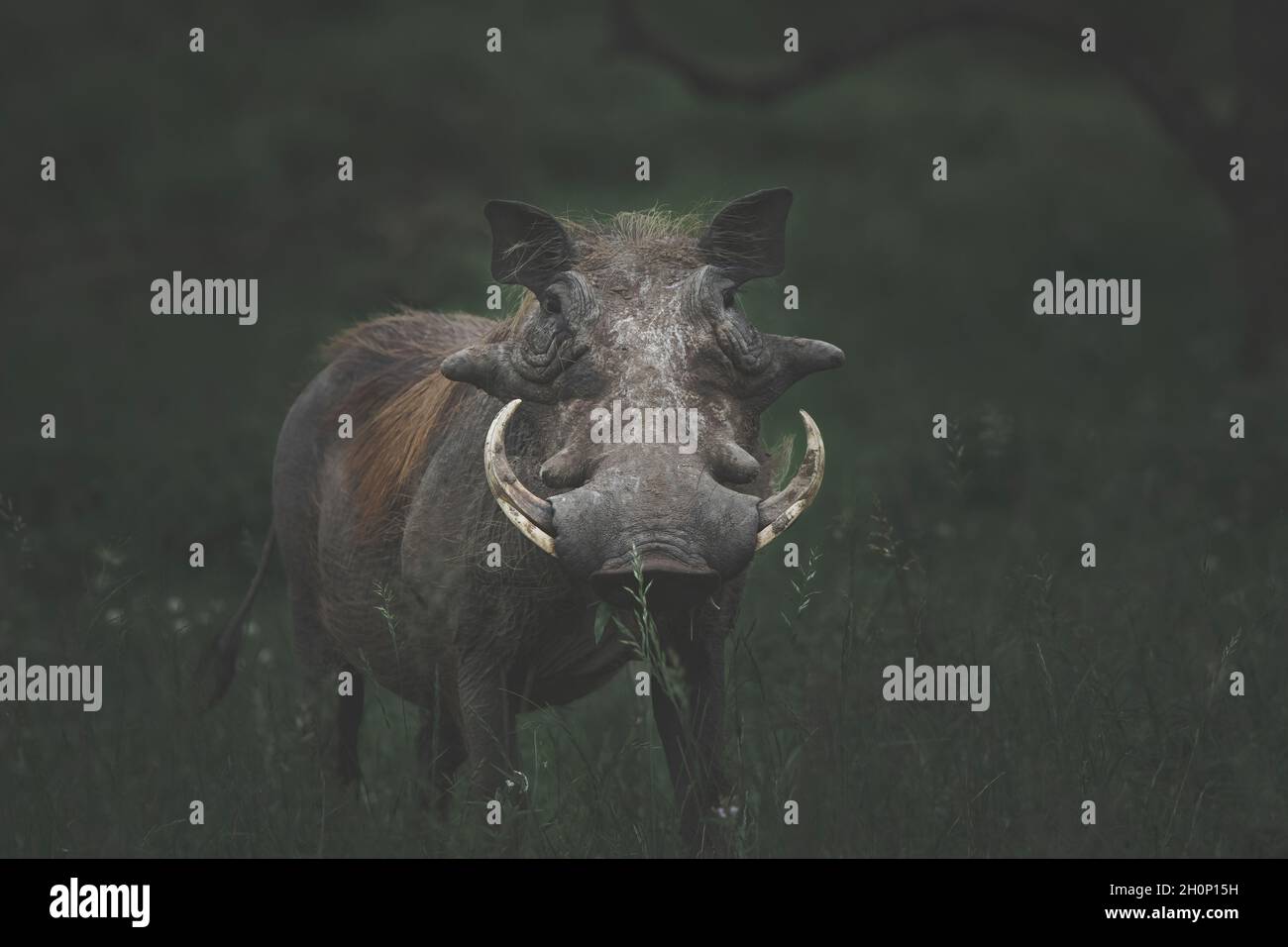 Gray common warthog on the grass in the middle of a jungle during the ...