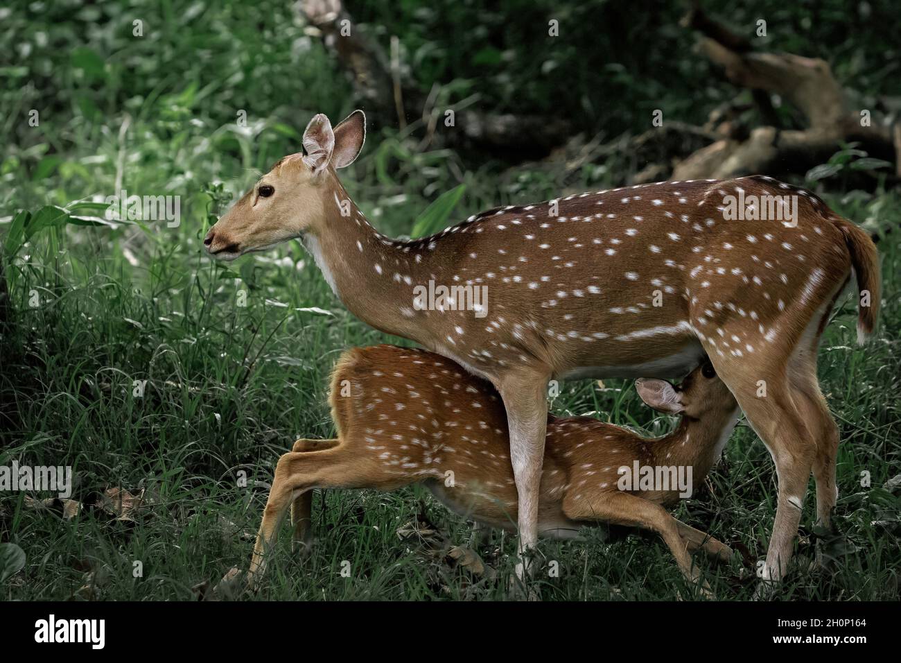 Side view of a lovely cute baby fawn drinking milk of its beautiful ...