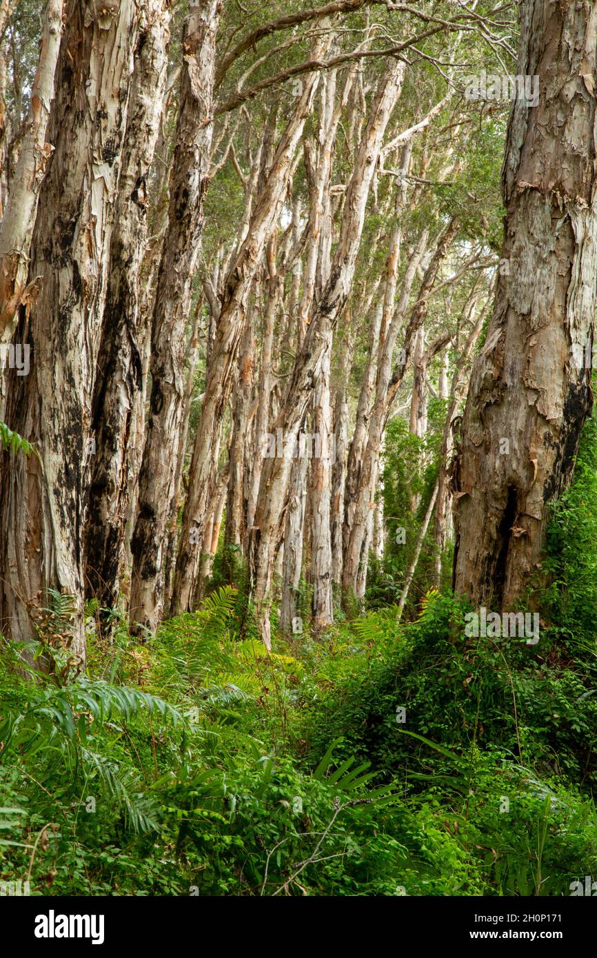 Paperbark trees at Agnes Water, Queensland Stock Photo - Alamy