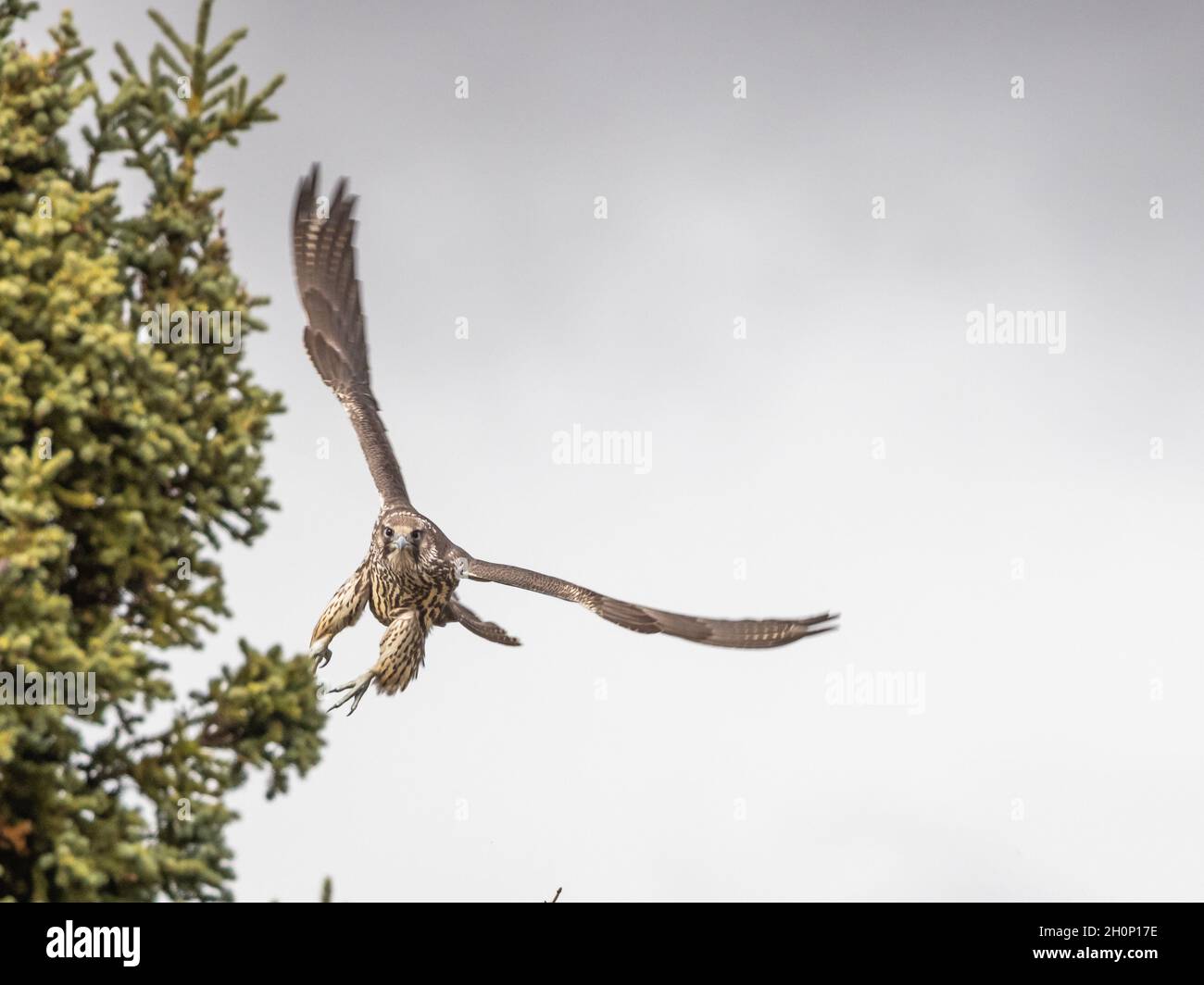 Flying peregrine falcon hi-res stock photography and images - Alamy