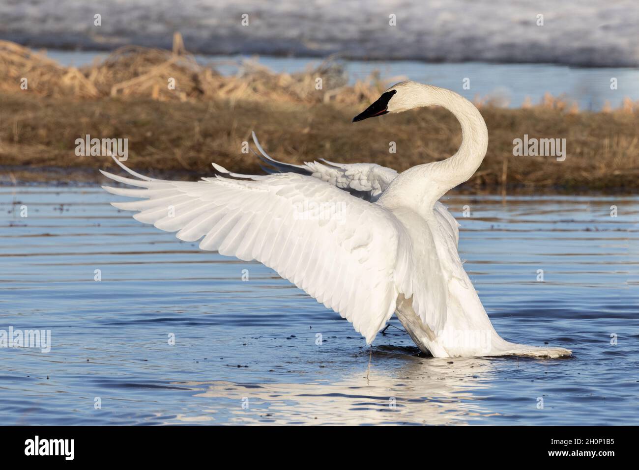Trumpeter Swan Stretching and Flapping Wings Stock Photo - Alamy
