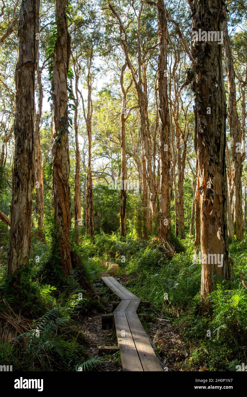 Paperbark trees at Agnes Water, Queensland Stock Photo - Alamy
