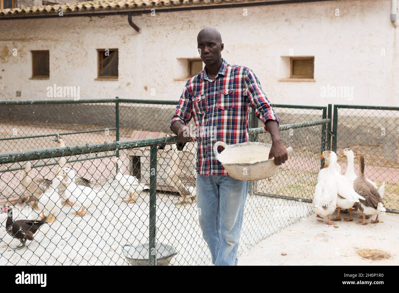 Farm worker with bird feed standing near enclosure with gooses Stock ...