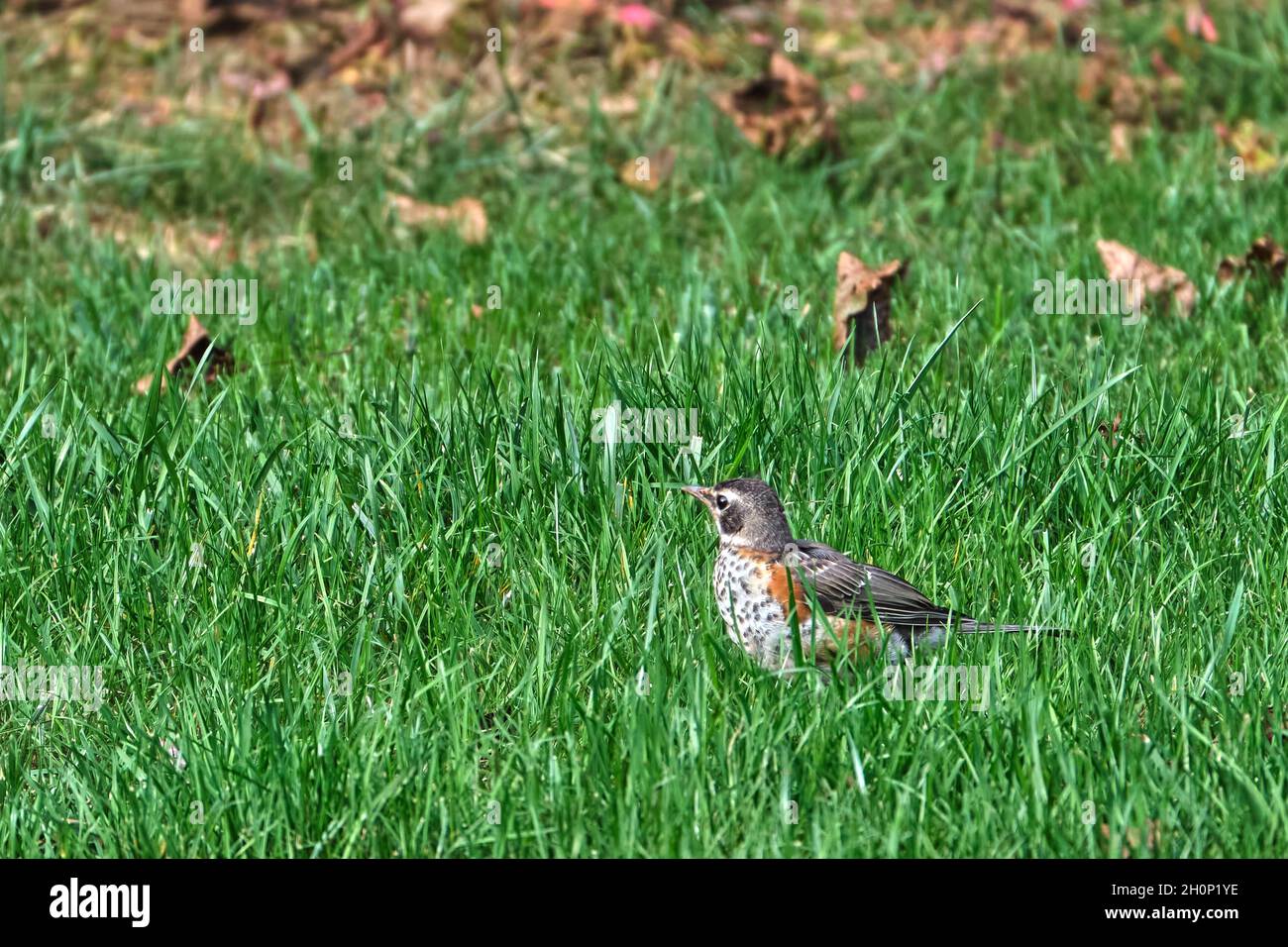 Young immature American Robin in a backyard in early fall Stock Photo ...