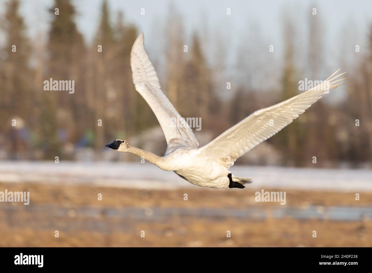 Trumpeter Swan Flying over a Field in Alaska Stock Photo - Alamy