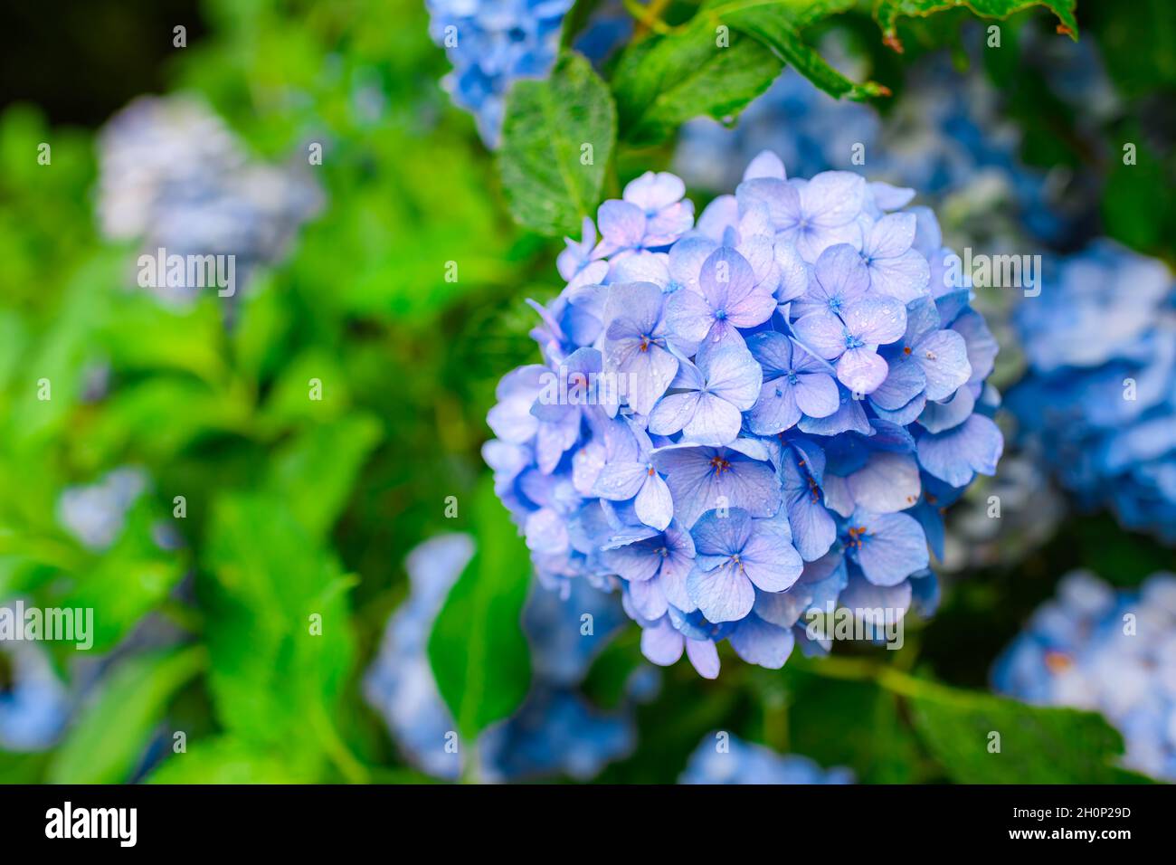 Blue hydrangea flowers blooming at Yatadera Temple, Nara, a popular ...