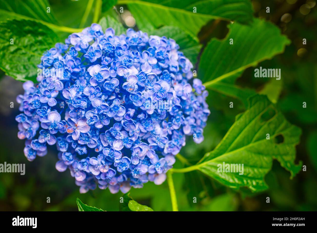 Blooming blue hydrangea flowers after rain at Yatadera Temple, Nara ...