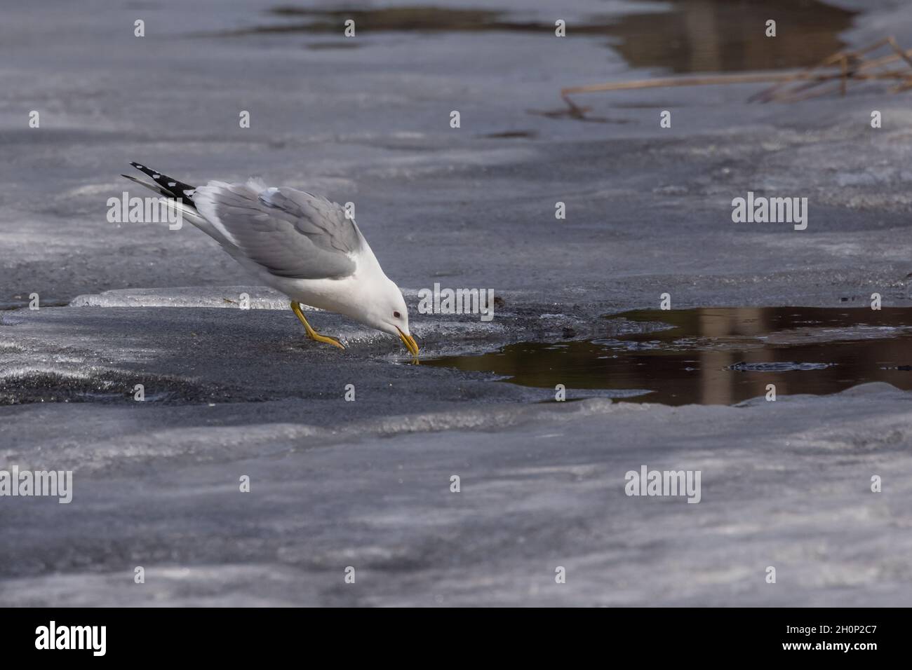 Sea mew hi-res stock photography and images - Alamy