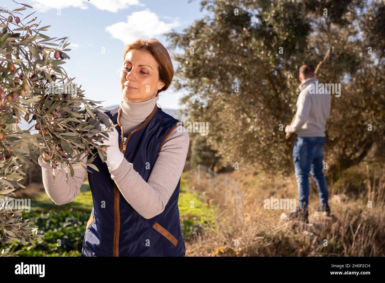 Woman farmer picking olives hi-res stock photography and images - Alamy